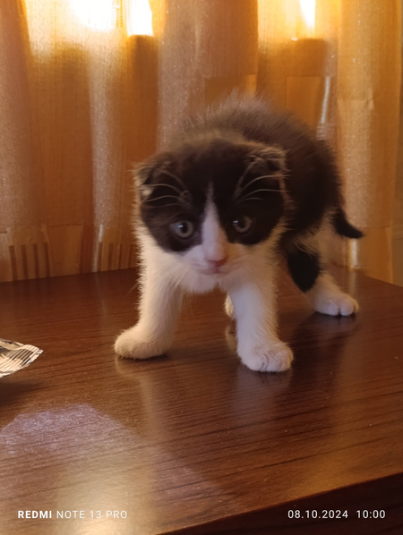Продам вислоухих котят