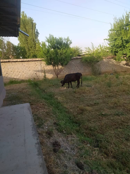 Uy sotiladi. Zudlik bilan pul zarur