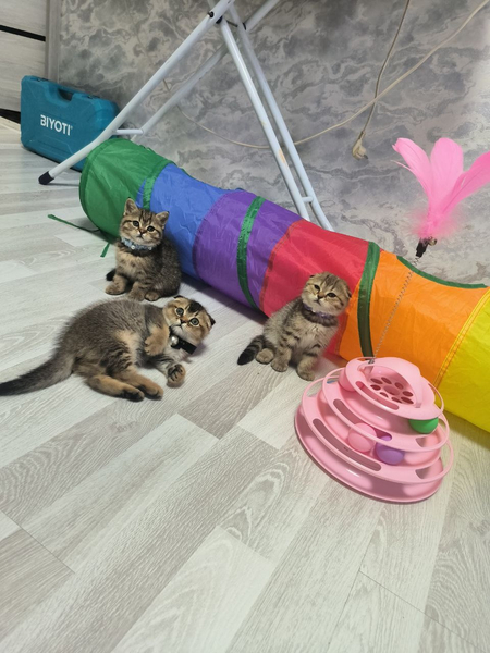 Шикарные котята от правильной вязки