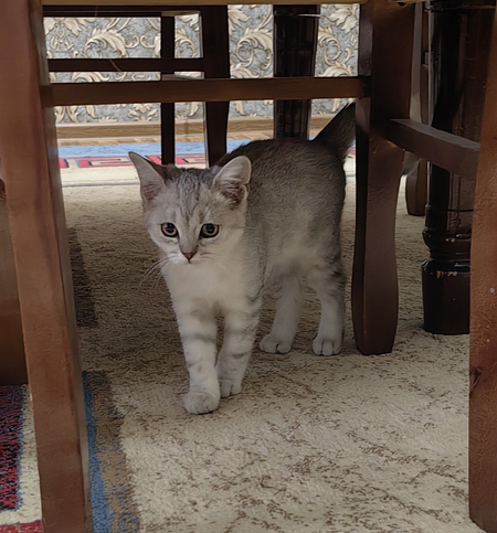 Продаётся котенок скотиш страйт серебристая шиншилла мальчик