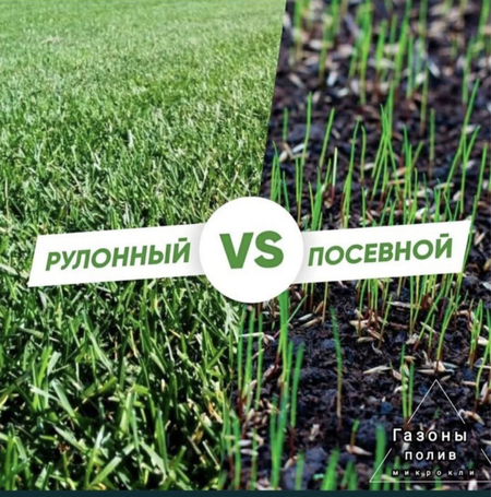 Рудонный газон Самарканд