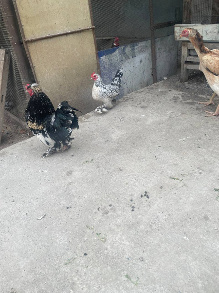 Yaron Xóroz tovuq sotiladi