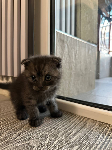 Мушукчалар сотилади