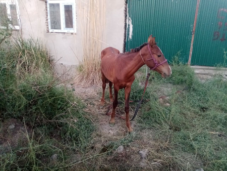 Той сотилади соглом