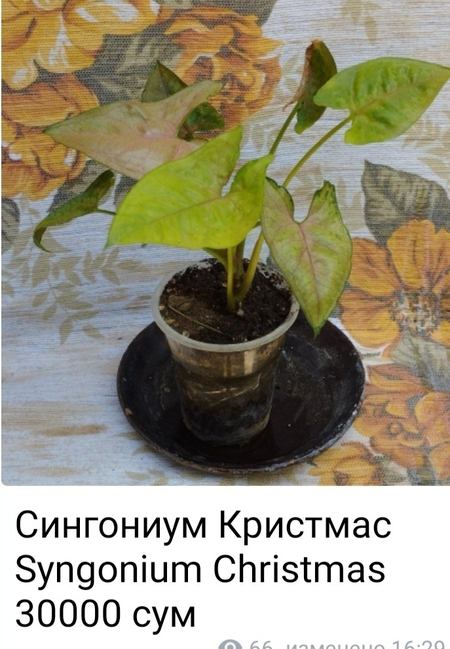 Продаются сингониумы