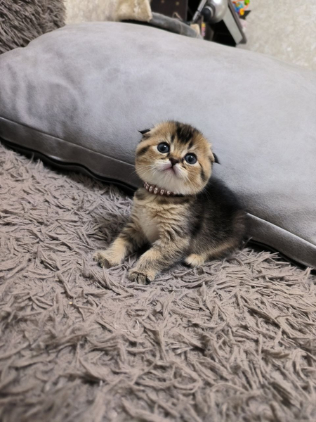 Шикарные крупные котята скотишь фолд золотая и серебренная шиншилла