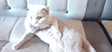 Scottish fold qiz