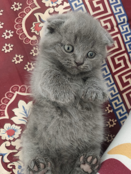 чистокровные шотландские вислоухие, scottish fold