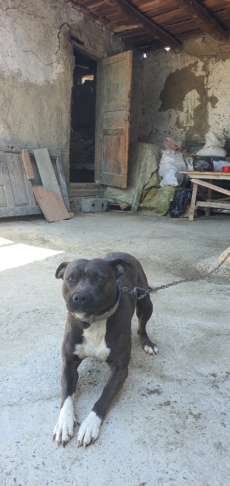 Pitbull zotdor iti