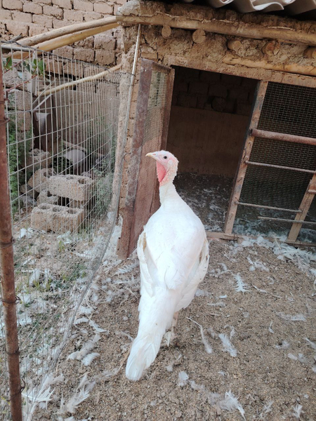 Big 6 sotiladi..