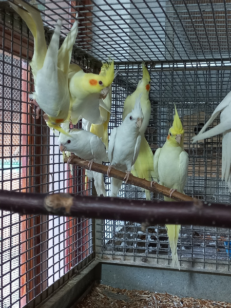 Продаются молодые дубайские кореллы