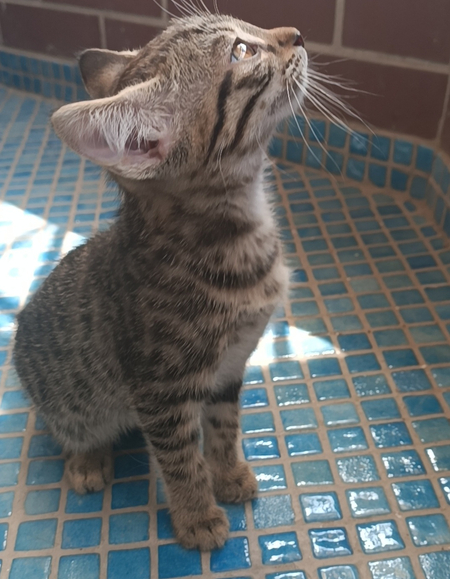 Кошечка ищет дом