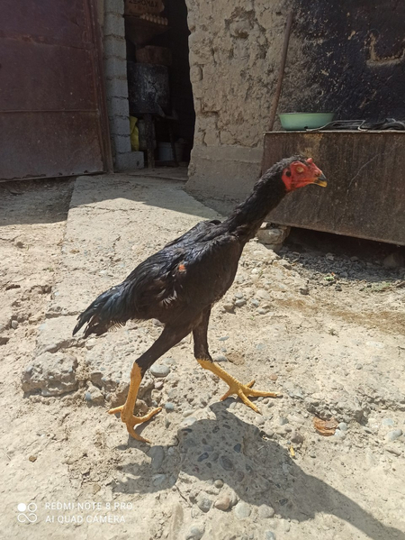 Fevral da chiqan jojamiz sotuvda