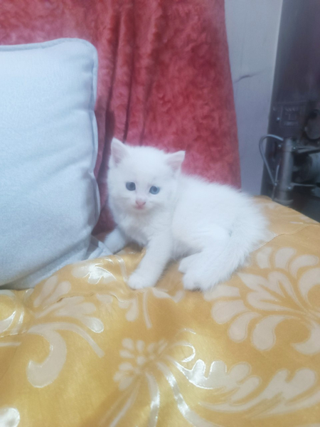 Продаются белые котята.Турецкая Ангора
