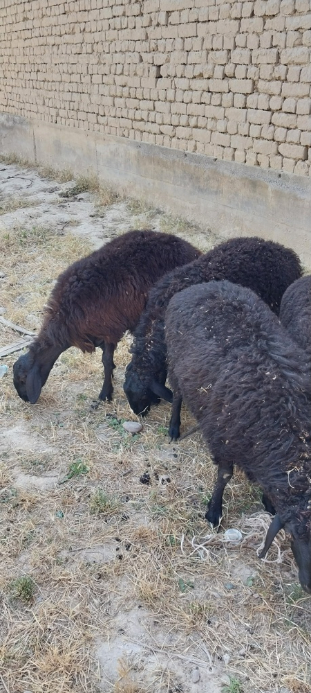 Qurbonliq qoyila