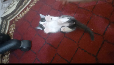 Bir ayliq misiq aq qara
