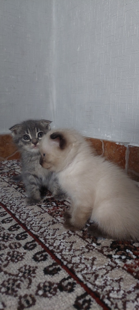 Super narxda scottish fold bolachalari