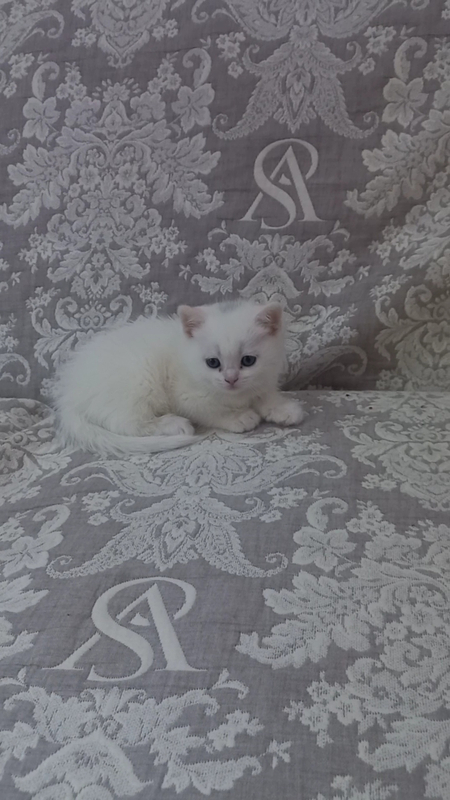 Продам девочка страйт