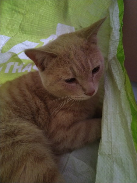 Скотч страй 1 йош
