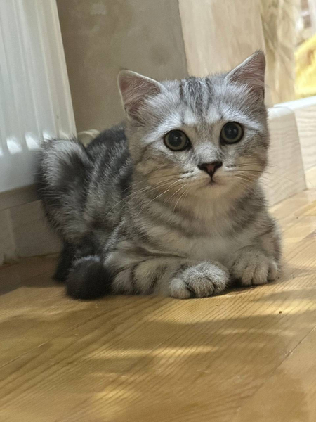 Продается породистый котенок-девочка