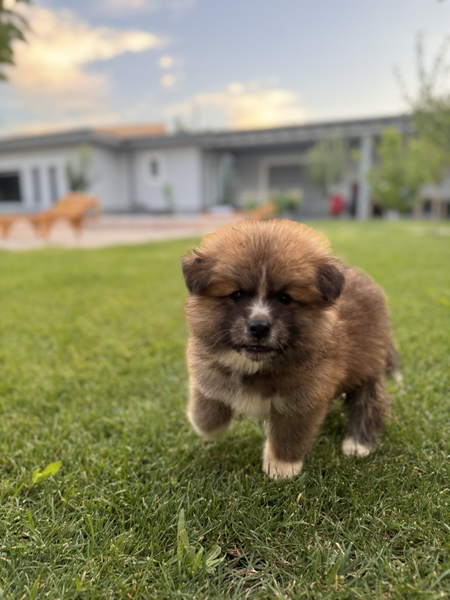 Готовы к продаже клубные щенки Акита-ину!!! 3 мальчика