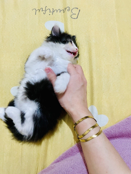 Продам котят в хорошие руки