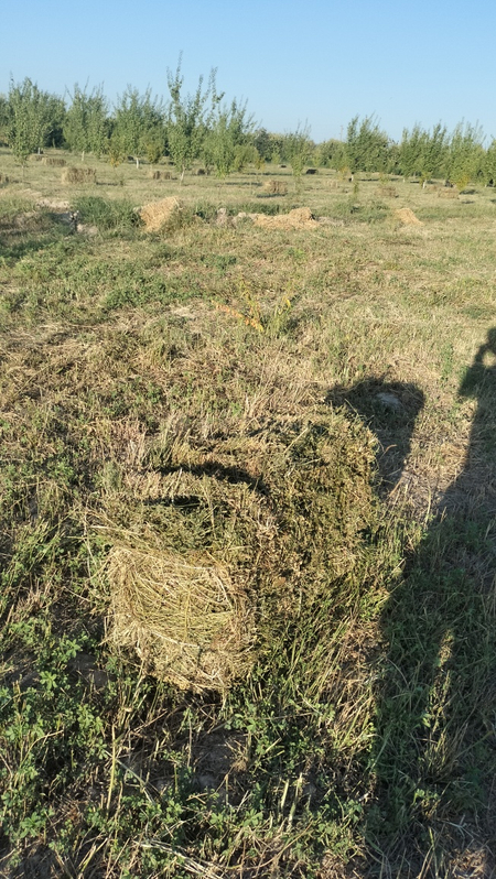 Yórinja pres bor