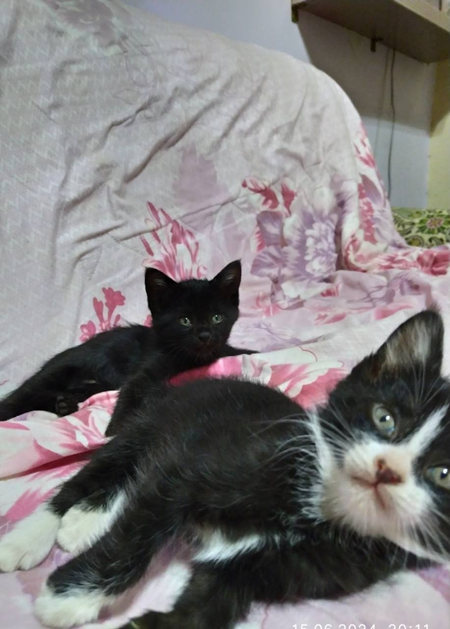 Отдам котят бесплатно