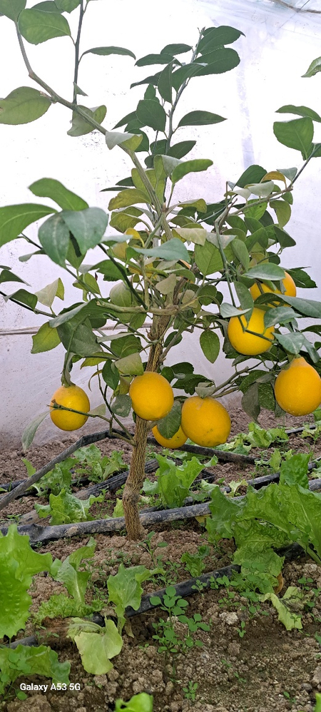 limon kochati miyer sorti