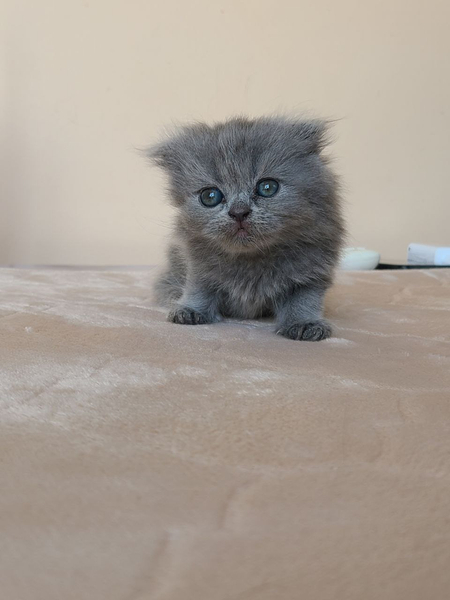 Продаются котята