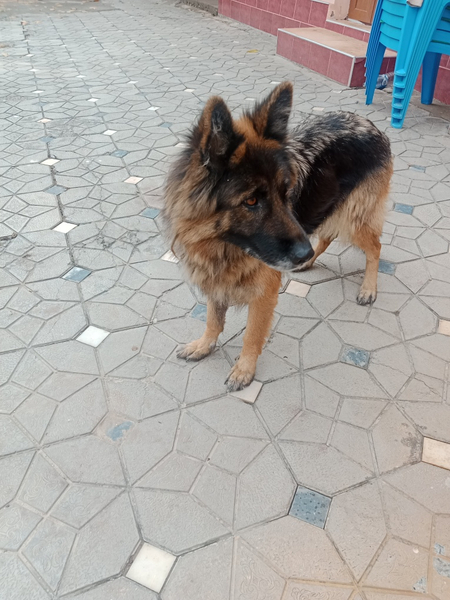 nemetski opcharka