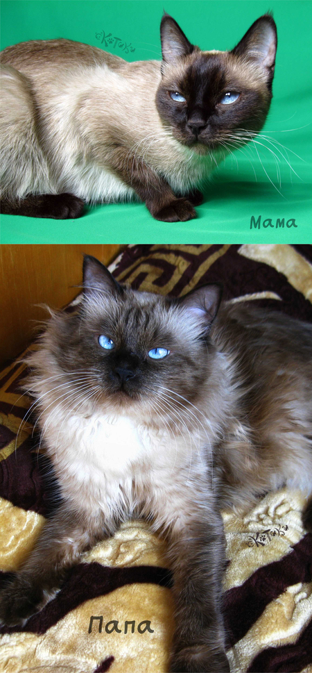 Тайские котята. Сиамские. 4 мальчика. 2 месяца
