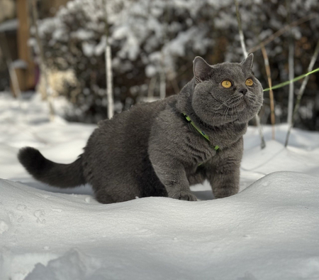 Чистокровные котята британской породы!