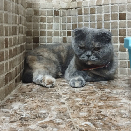 Продаётся кошка триколор британская скотишь фолд