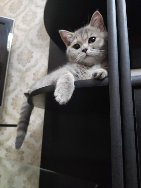 Скоттиш страйт 7 месяц