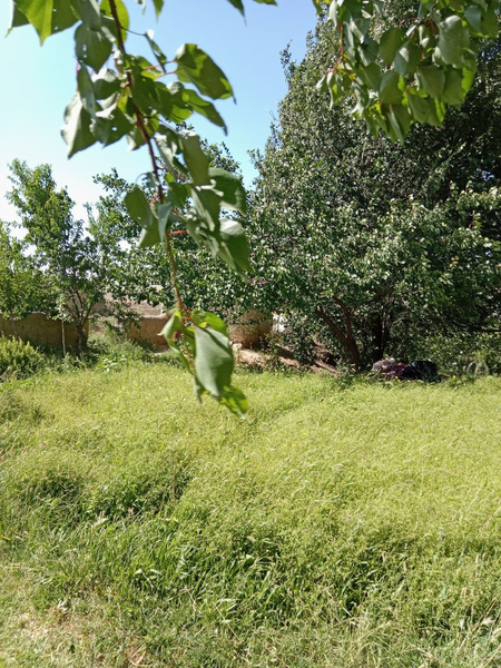 uy sotiladi maydoni kotta daraxtlar kop