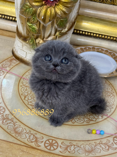 Тедди мимишки Элитте Чистокровные