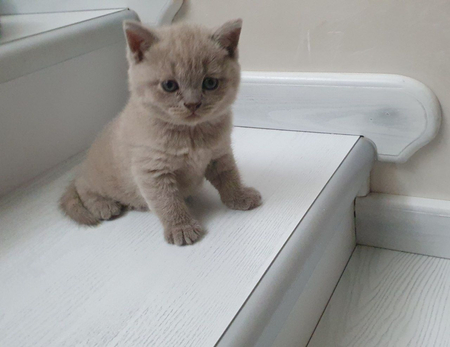 Британские котята