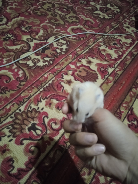 Xomyak djfjfkudhyhd