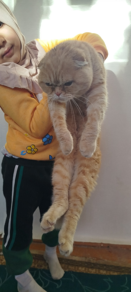 Скотш фолд малчик