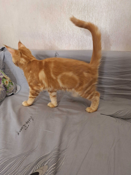 Мей-кун котёнок.Готова к переезду в новый дом.