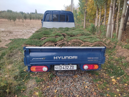 Газон, Газон, Газон