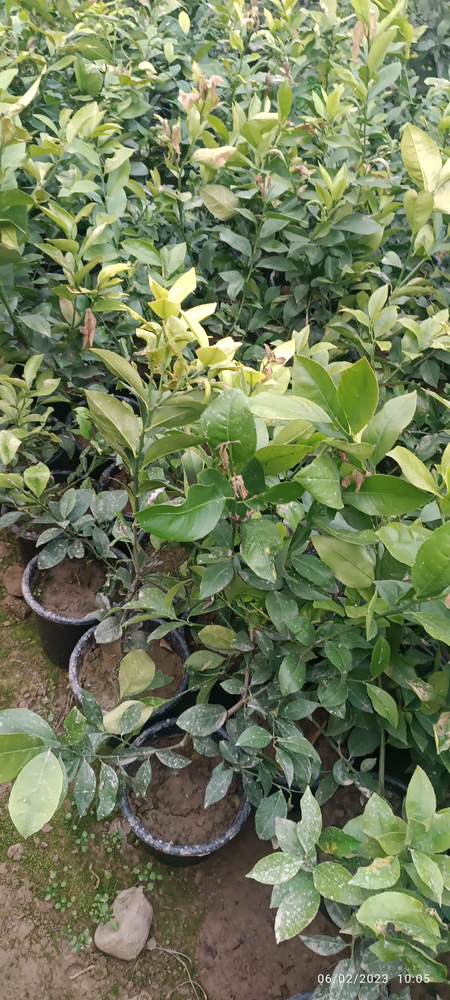 Sovuq urmagan limon koʻchatlari