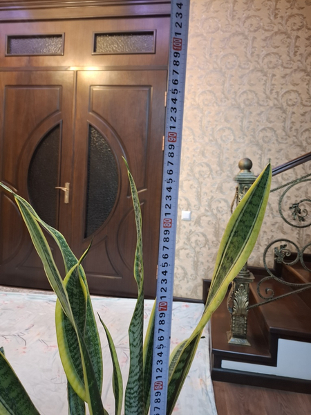 Sanseveriya ochen krasivaya, poleznaya, neprihotlivaya, komn rasteniya