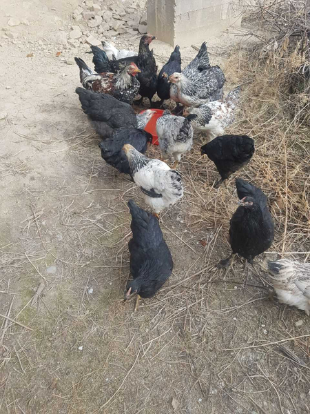 Продаю домашние куры