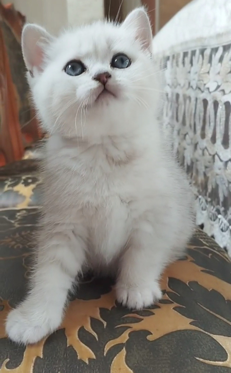 Сотилади Британский шиншилла чистокровный Киз & Угл