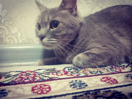 Продаётся роскошная,чистокровная Британка