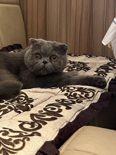 продаётся кошка скоттиш