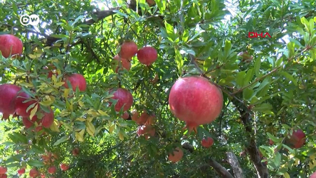 Хар хил мевали дарахтла кучатлар бор.