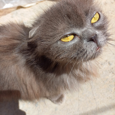 породистая кошка
